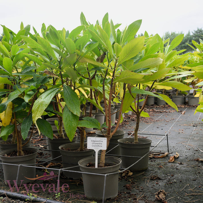 Edgeworthia chrysantha (Paper bush) 'Grandiflora' – Wyevale Hedges