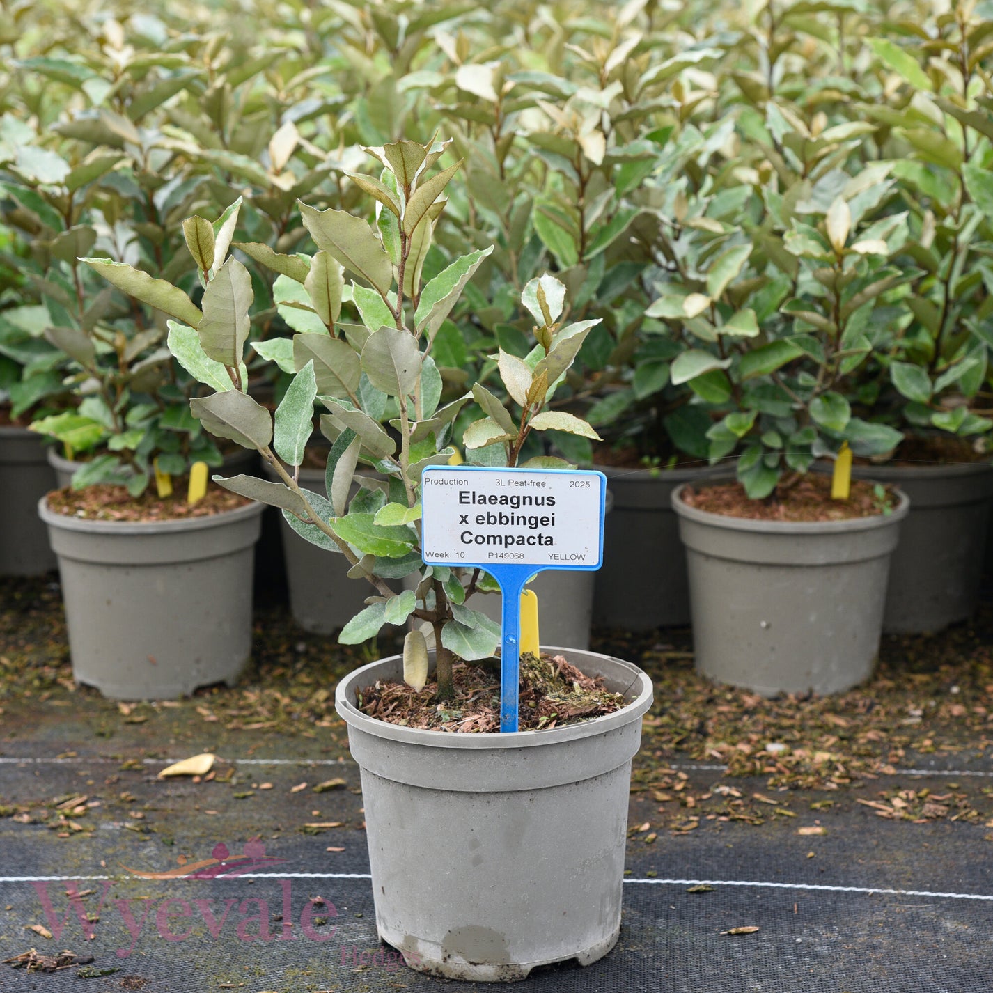 Elaeagnus x ebbingei (Oleaster) 'Compacta' – Wyevale Hedges