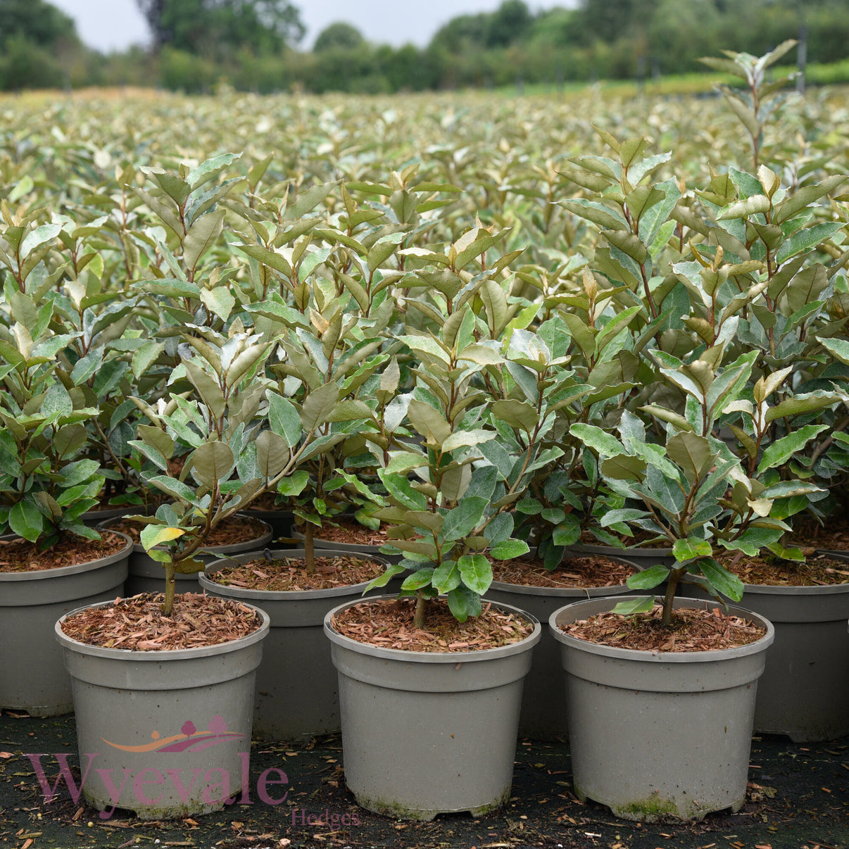 Elaeagnus x ebbingei (Oleaster) 'Compacta' – Wyevale Hedges