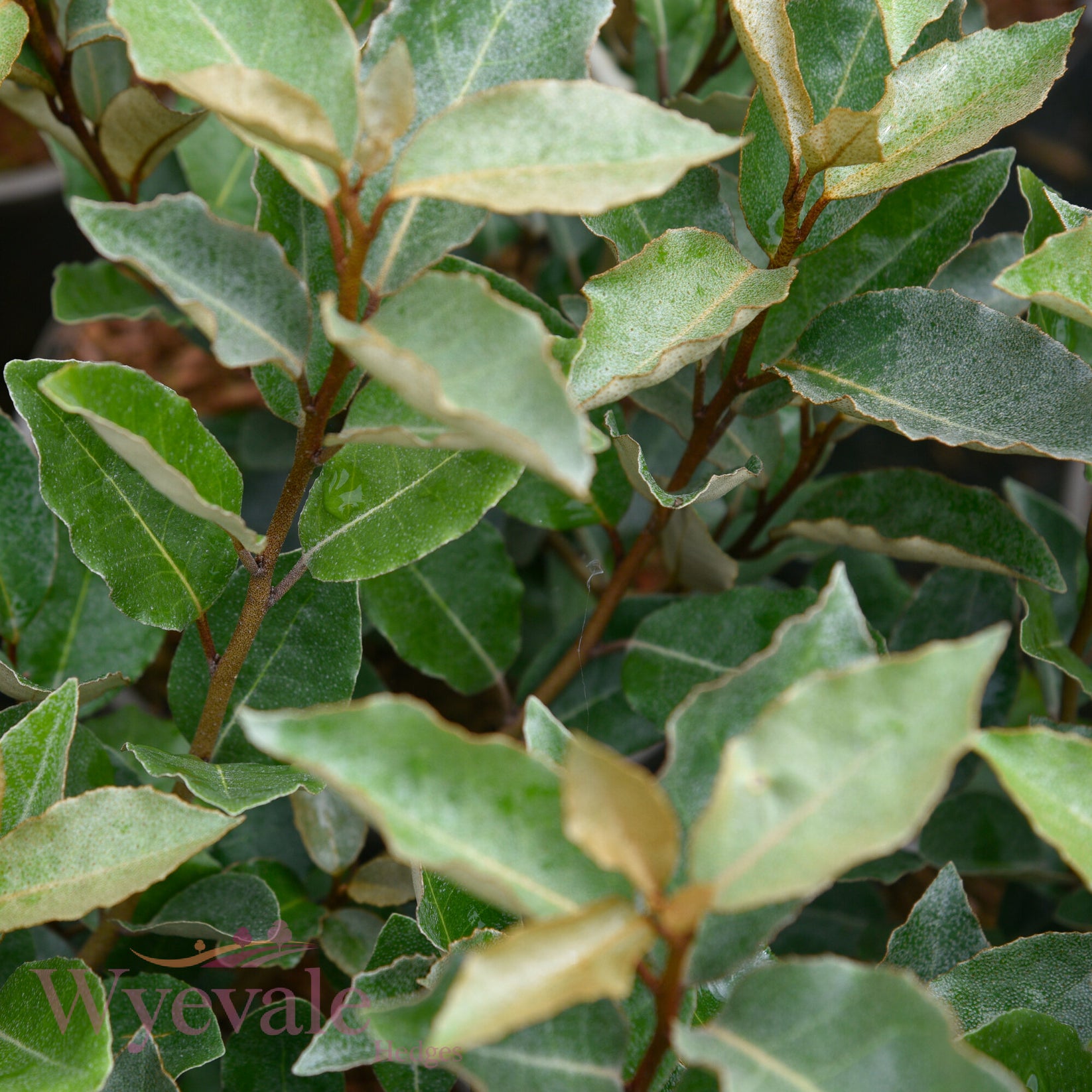 Elaeagnus x ebbingei (Oleaster) 'Compacta' – Wyevale Hedges
