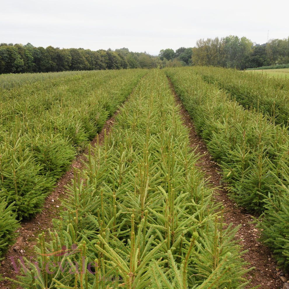 Bareroot Picea abies (Norway Spruce) – Wyevale Hedges