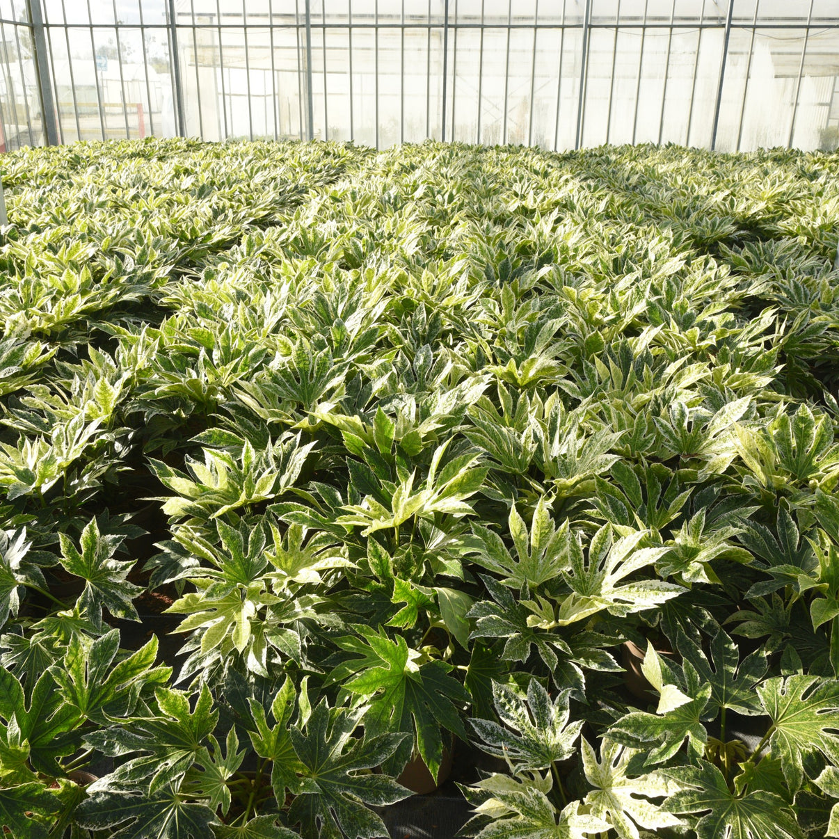 Fatsia japonica (Japanese Aralia) 'Spider's Web' – Wyevale Hedges